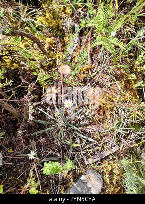 Common Mountain Daisy (Celmisia gracilenta Stock Photo - Alamy