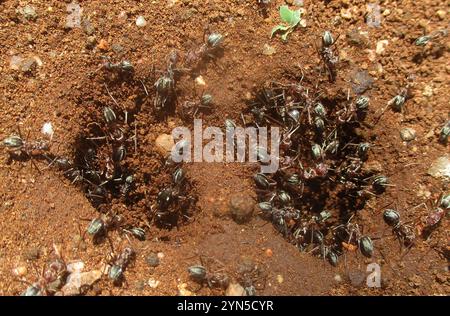 Large Pugnacious Ant (Anoplolepis custodiens Stock Photo - Alamy