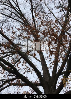 cherrybark oak (Quercus pagoda Stock Photo - Alamy