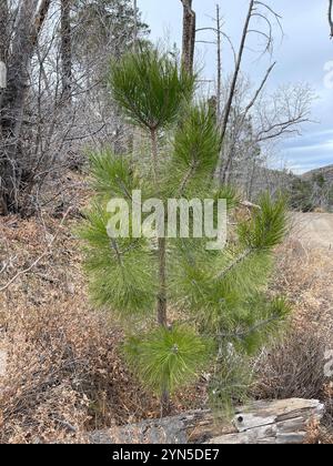 Arizona pine (Pinus arizonica Stock Photo - Alamy