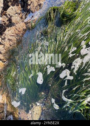 Torrey's Surfgrass (Phyllospadix torreyi Stock Photo - Alamy