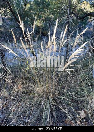deergrass (Muhlenbergia rigens Stock Photo - Alamy