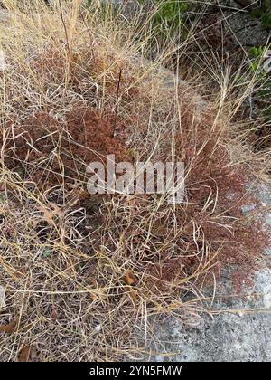 Whitlow-wort (Paronychia virginica Stock Photo - Alamy