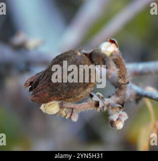 California hazelnut (Corylus cornuta californica Stock Photo - Alamy
