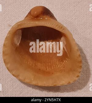 Chemnitz's ark clam (Anadara chemnitzii Stock Photo - Alamy