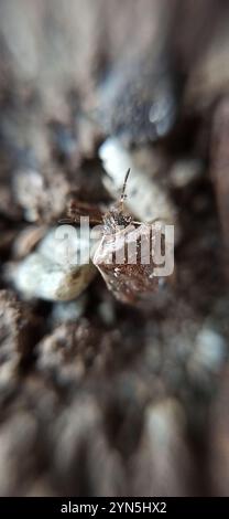 White-spotted Stink Bug (Eysarcoris ventralis Stock Photo - Alamy