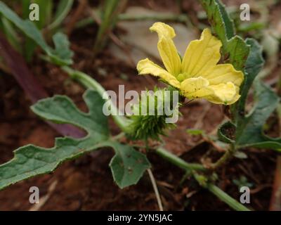 South African Spiny Cucumber (Cucumis zeyheri Stock Photo - Alamy