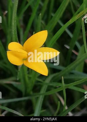 Yellow Oneye (Monopsis lutea Stock Photo - Alamy