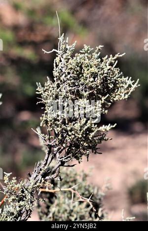 River Ganna (Caroxylon aphyllum Stock Photo - Alamy