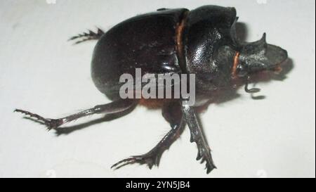 Giant Dung Beetles (Heliocopris Stock Photo - Alamy