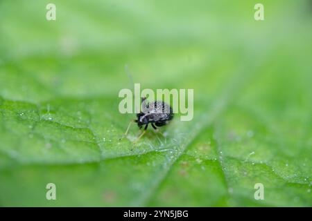 Garden Fleahopper (Microtechnites bractatus Stock Photo - Alamy