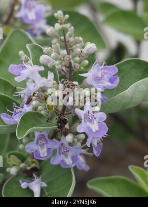 Beach Vitex (Vitex rotundifolia Stock Photo - Alamy