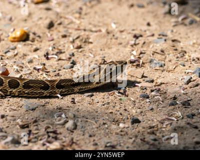 Urutu lancehead snake, Bothrops alternatus, in Buenos Aires, Argentina ...