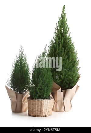 Three small spruce trees isolated on white Stock Photo - Alamy