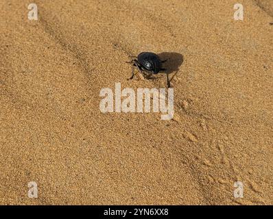 A black scarab beetle in the Erg Chebbi desert in Morocco Stock Photo ...