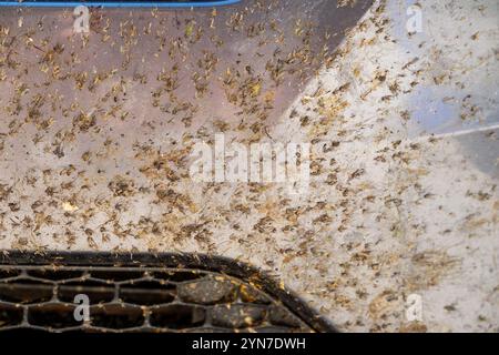Squished and smeared dead bugs on the front grill of a vehicle Stock ...