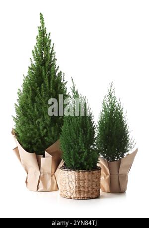 Three small spruce trees isolated on white Stock Photo - Alamy