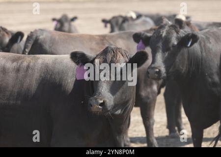 Black Angus breed cattle in a feedlot or feed yard. Ear tags and ...