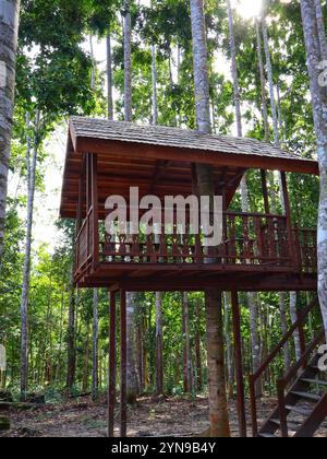 tree house with dayak carvings in the middle of meranti forest ...
