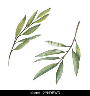Watercolor Olive tree branch, fruitless with green leaves. Botanical ...