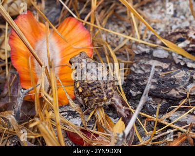 Rain frog, Limpopo Province, South Africa Stock Photo - Alamy