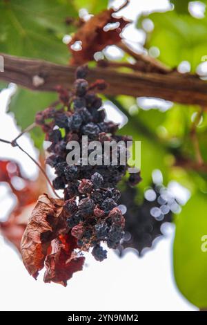 A dead tree grape cluster Stock Photo - Alamy