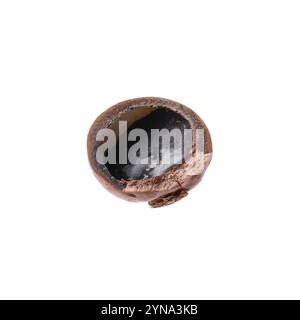 Part of macadamia nut shell isolated on white Stock Photo - Alamy