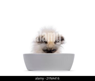 Adorable tortie Sacred Birman cat kitten, sitting in brown velvet ...