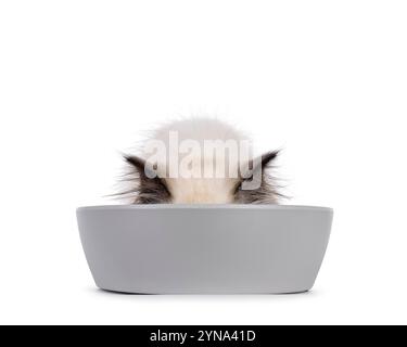 Adorable tortie Sacred Birman cat kitten, sitting in brown velvet ...