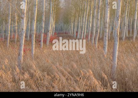 France, Isere, French Haut Rhone Nature Reserve, Evieu Forest, Yellow ...