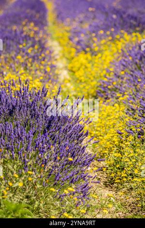 France, Drôme, Drôme Provençale, Saoû, lavender field in bloom with the ...