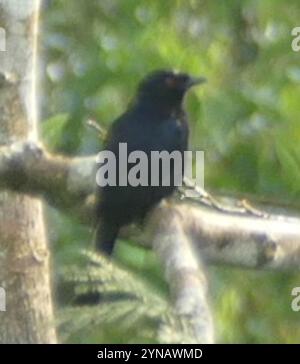 Shining Drongo (Dicrurus atripennis Stock Photo - Alamy