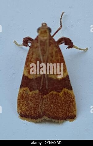 Scaly-legged Pyralids (Chrysauginae Stock Photo - Alamy