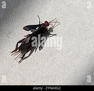 True Crickets (Gryllidae Stock Photo - Alamy