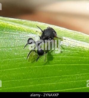 Ant-mimicking Treehopper (Cyphonia clavata Stock Photo - Alamy