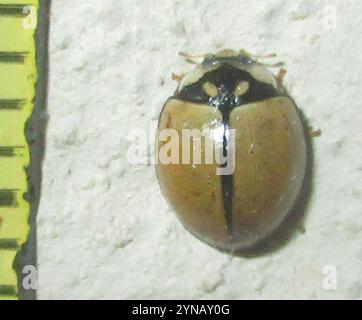 Striped Lady Beetle (Cheilomenes propinqua) Insecta Stock Photo - Alamy