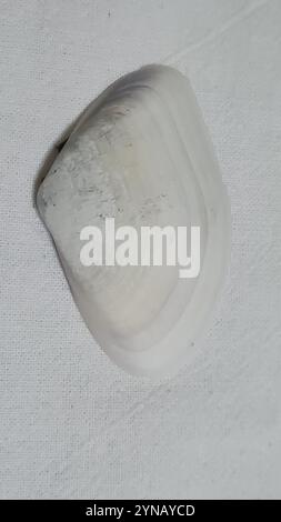 Giant Coquina Clam (Iphigenia brasiliensis), Mollusca, Praia dos ...
