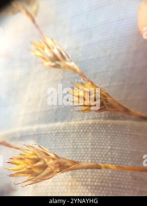 straw sedge (Carex foenea Stock Photo - Alamy