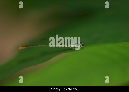 Wandering Midget (Agriocnemis pygmaea Stock Photo - Alamy