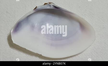 Giant Coquina Clam (Iphigenia brasiliensis Stock Photo - Alamy