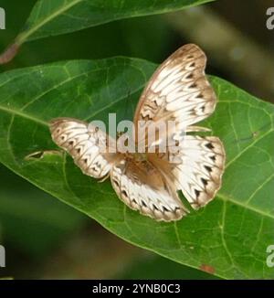 Western Red Glider (Cymothoe mabillei Stock Photo - Alamy
