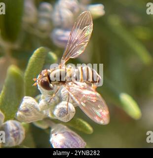 Diamond Spottail (Fazia micrura Stock Photo - Alamy