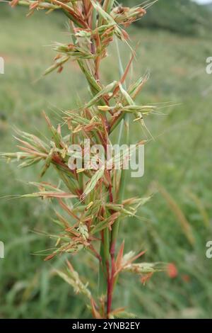 Broad-leaved Turpentine Grass (Cymbopogon caesius Stock Photo - Alamy