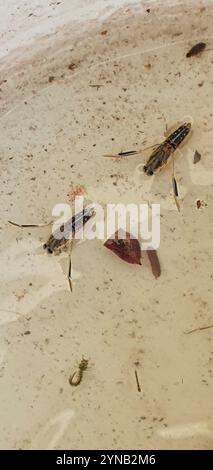 Common Backswimmers (Anisops Stock Photo - Alamy