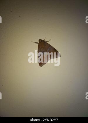 Castor Semi-looper (Achaea janata Stock Photo - Alamy