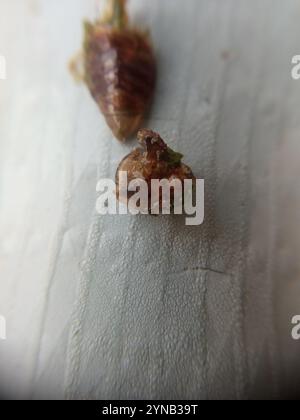 Horned Leafhopper (Ledra aurita Stock Photo - Alamy