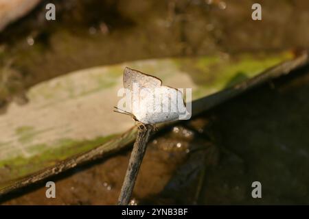 Bright Sunbeam (Curetis bulis Stock Photo - Alamy