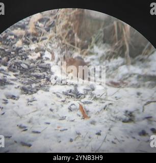Old World Field Mice (Apodemus Stock Photo - Alamy