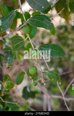 Ziziphus spina-christi, known as the Christ's thorn jujube, is an ...