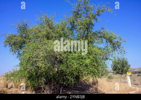 Ziziphus spina-christi, known as the Christ's thorn jujube. Twig with ...